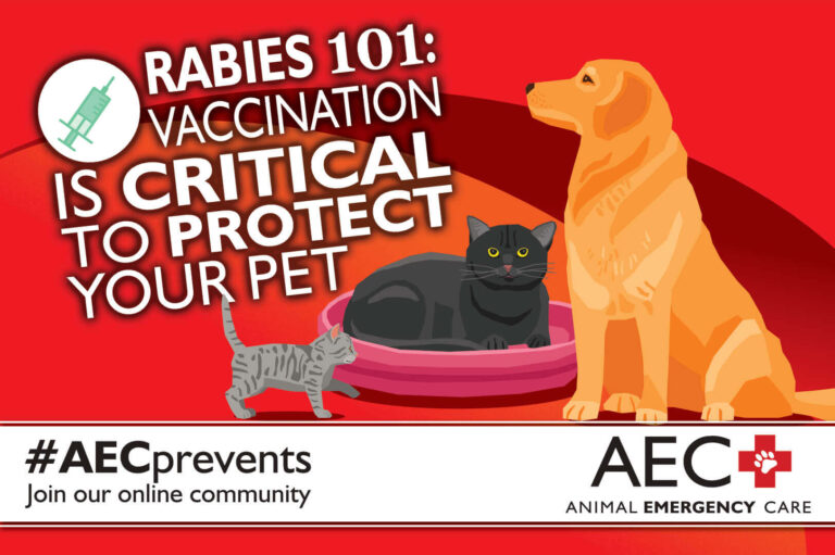 Rabies 101: Vaccination is Critical to Protect Your Pet - Animal ...