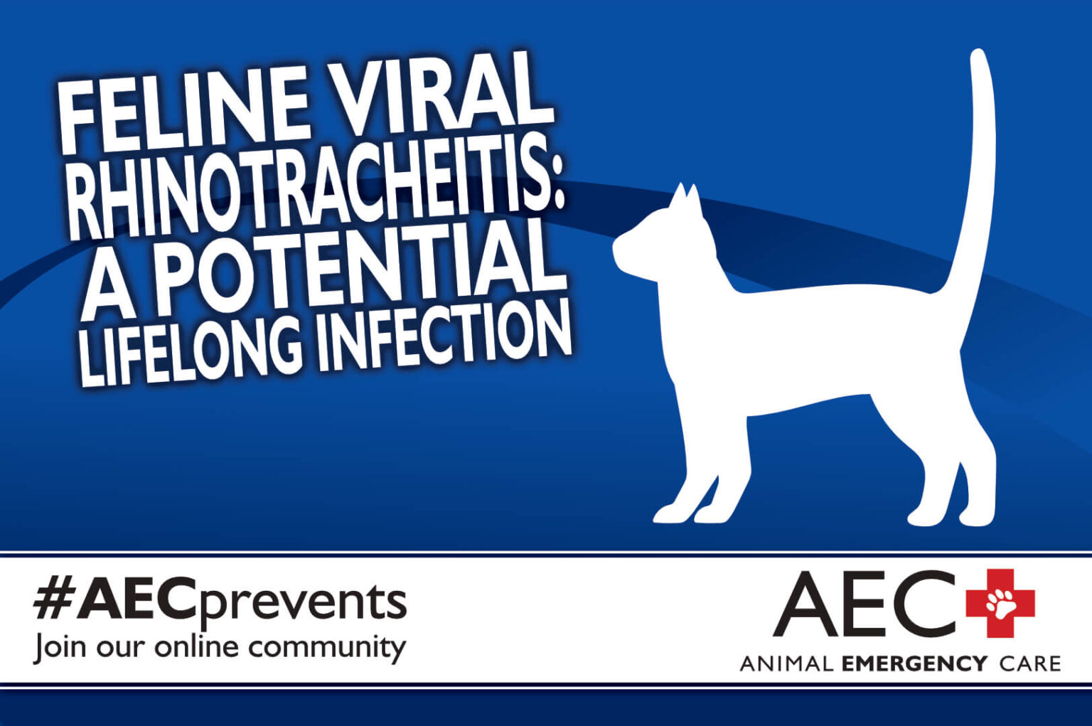 Feline Viral Rhinotracheitis: A Potential Lifelong Infection - Animal ...