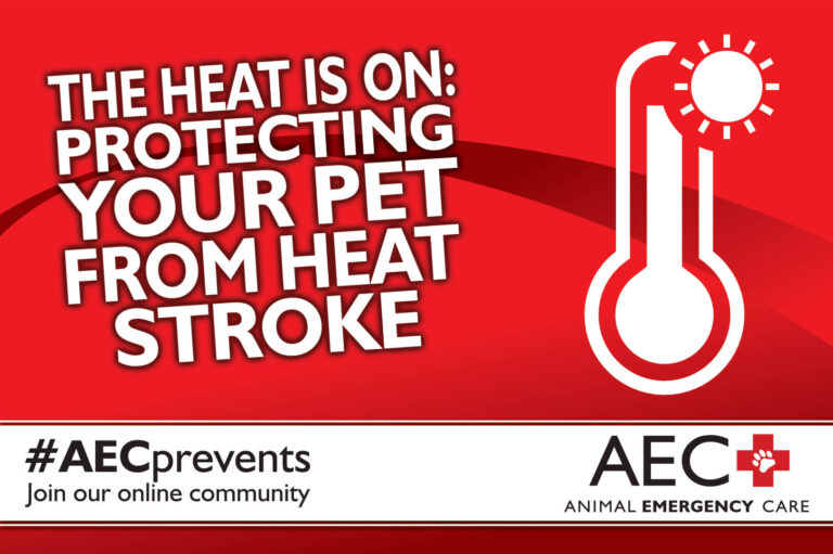 The Heat is On: Protecting Your Pet from Heat Stroke - Animal Emergency ...