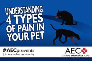 Understanding 4 Types of Pain in Your Pet - Animal Emergency Care (AEC ...