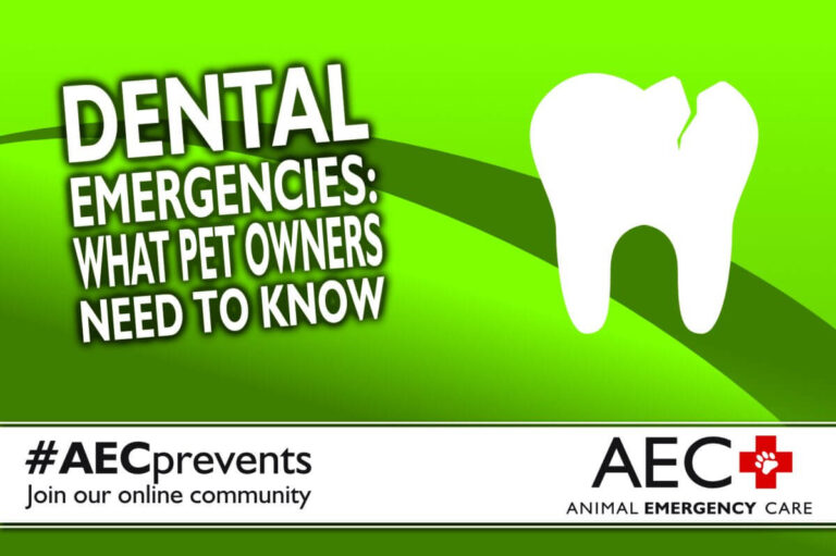 Dental Emergencies—What Pet Owners Need to Know - Animal Emergency Care ...