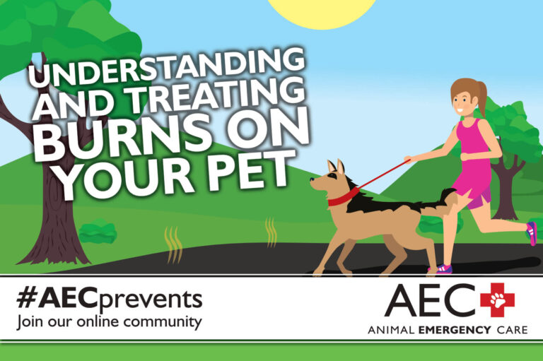 Understanding and Treating Burns on Your Pet - Animal Emergency Care ...