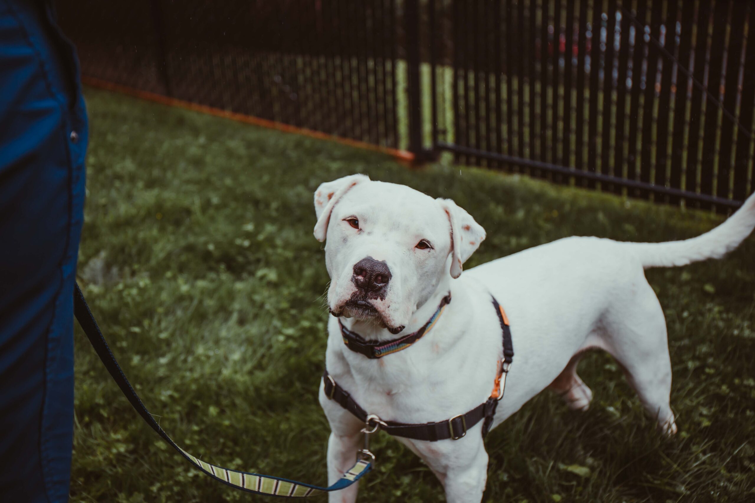 Community Activities - Animal Emergency Care (AEC) Bellingham, WA